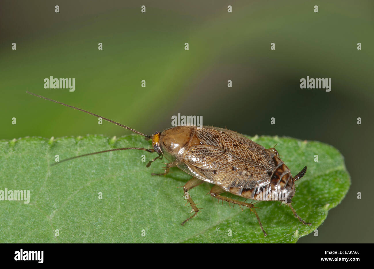 European Cockroach (Ectobius lapponicus), female, Baden-Württemberg ...