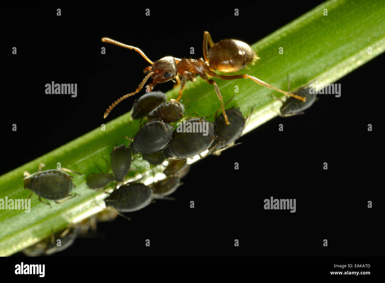 Aphids (Aphidoidea) being milked by an Ant (Formidicae), beneficial ...