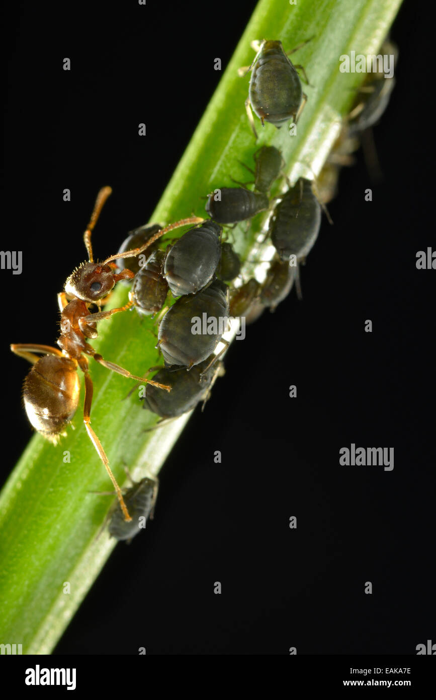 Aphids (Aphidoidea) being milked by an Ant (Formidicae), beneficial ...