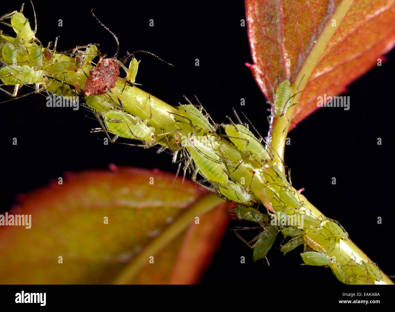 Colony of Large Rose Aphids (Macrosiphum rosae), pests, on the stem and ...