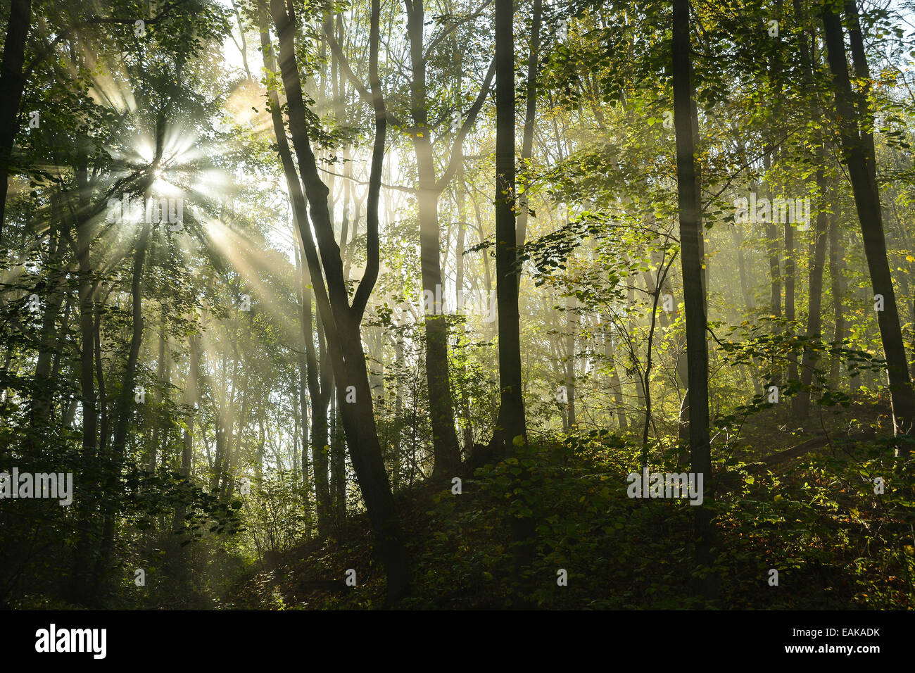 Sycamore maples hi-res stock photography and images - Alamy