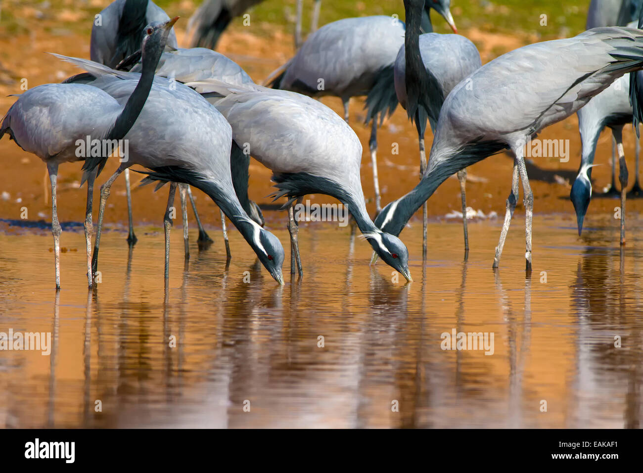 Khichan hi-res stock photography and images - Alamy