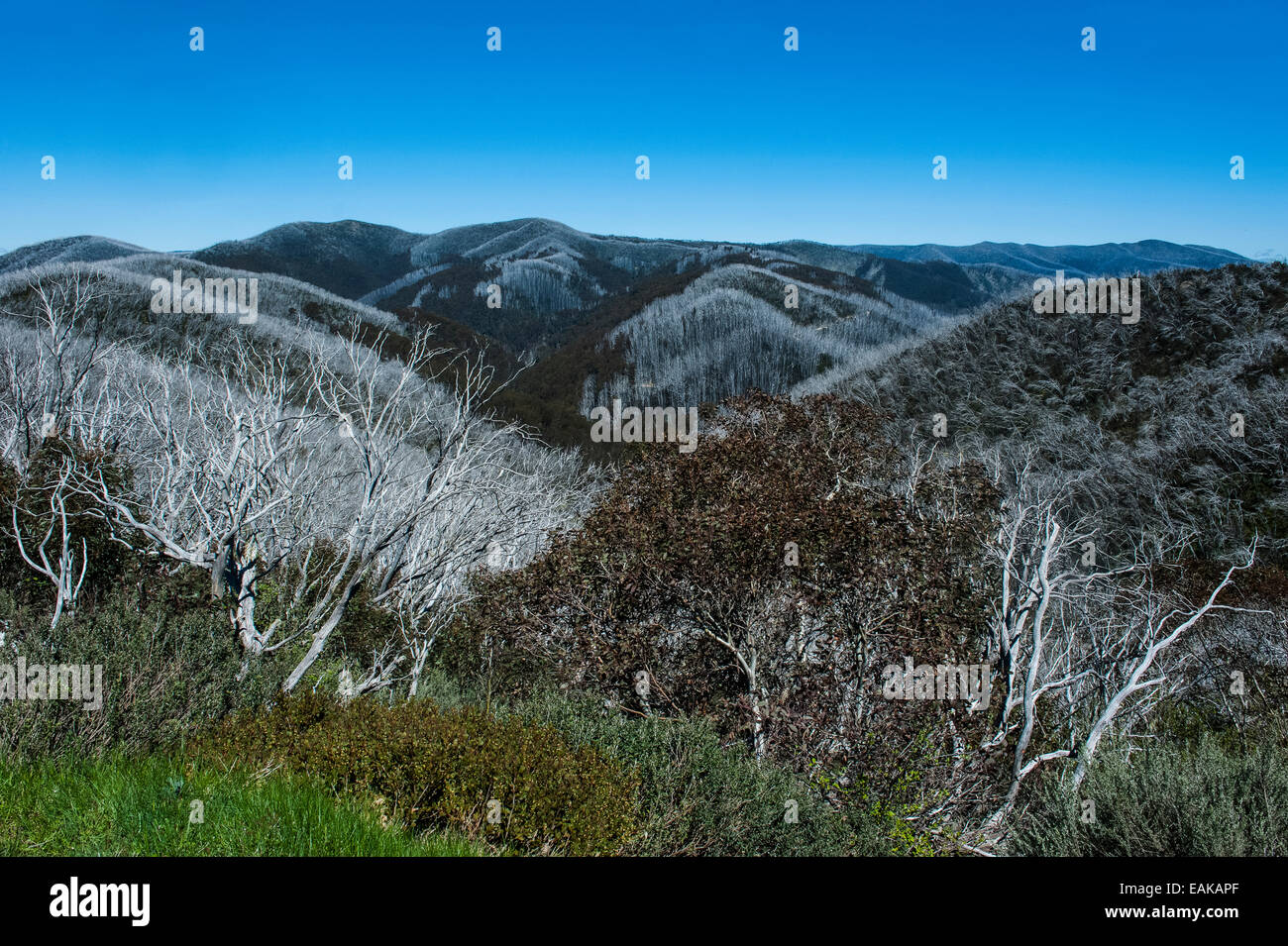 Overlooking the Victorian Alps mountain range, Victoria, Australia ...