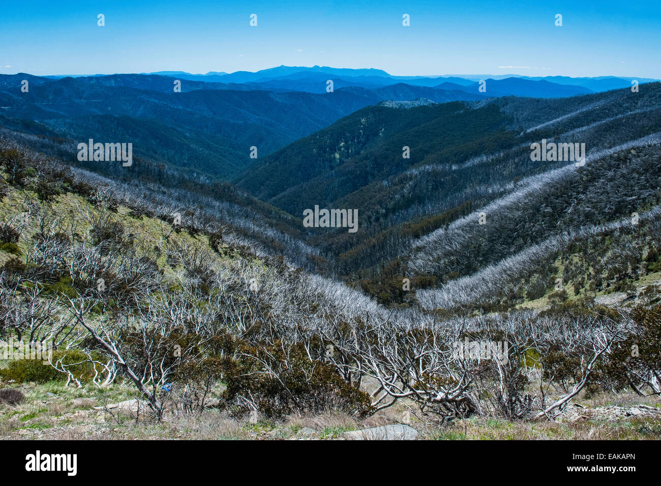 Overlooking the Victorian Alps mountain range, Victoria, Australia ...