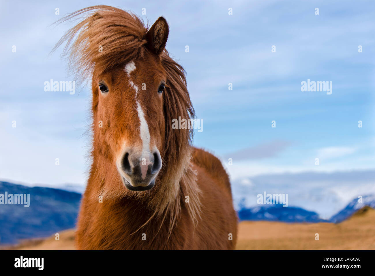 Icelandic horse, portrait, Vik, Iceland Stock Photo - Alamy