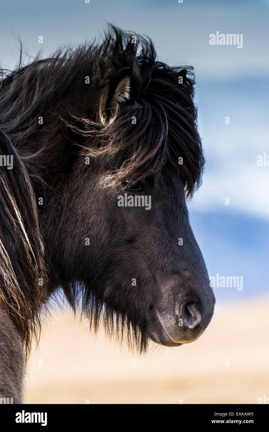 Icelandic horse, portrait, Vik, Iceland Stock Photo - Alamy