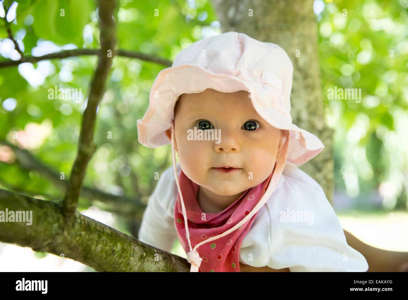Baby, 4-5 months old, on a branch, Germany Stock Photo - Alamy