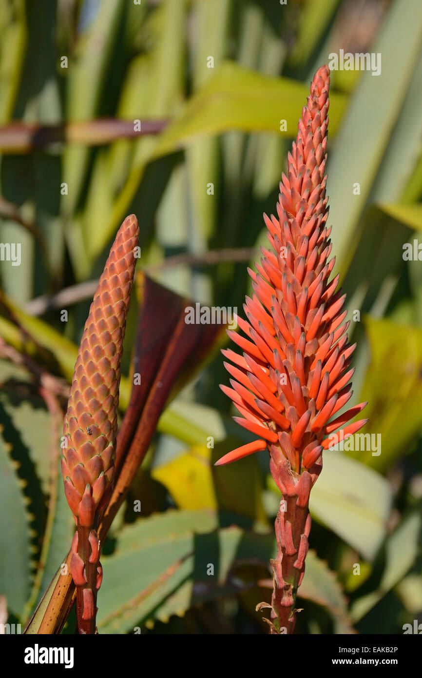Aloe sp hi-res stock photography and images - Alamy