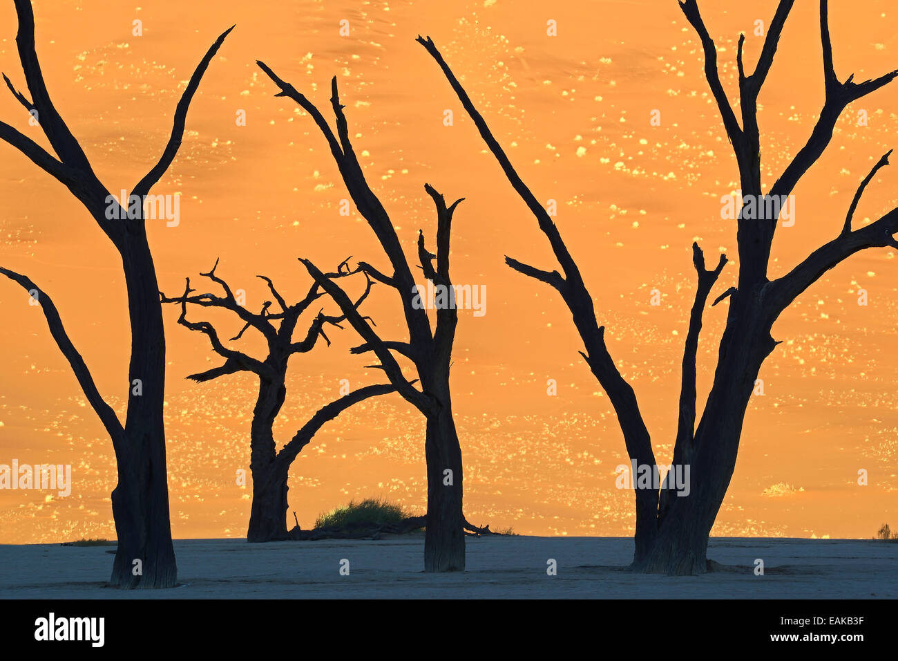 Camel thorn trees (Acacia erioloba), silhouetted in the morning light ...