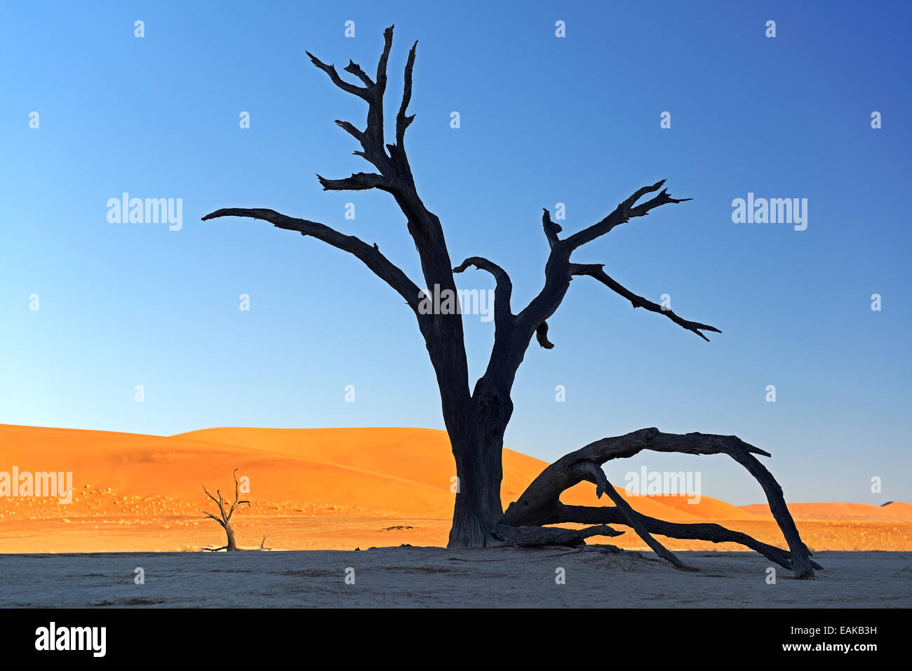 Camel thorn trees (Acacia erioloba), silhouetted in the morning light ...