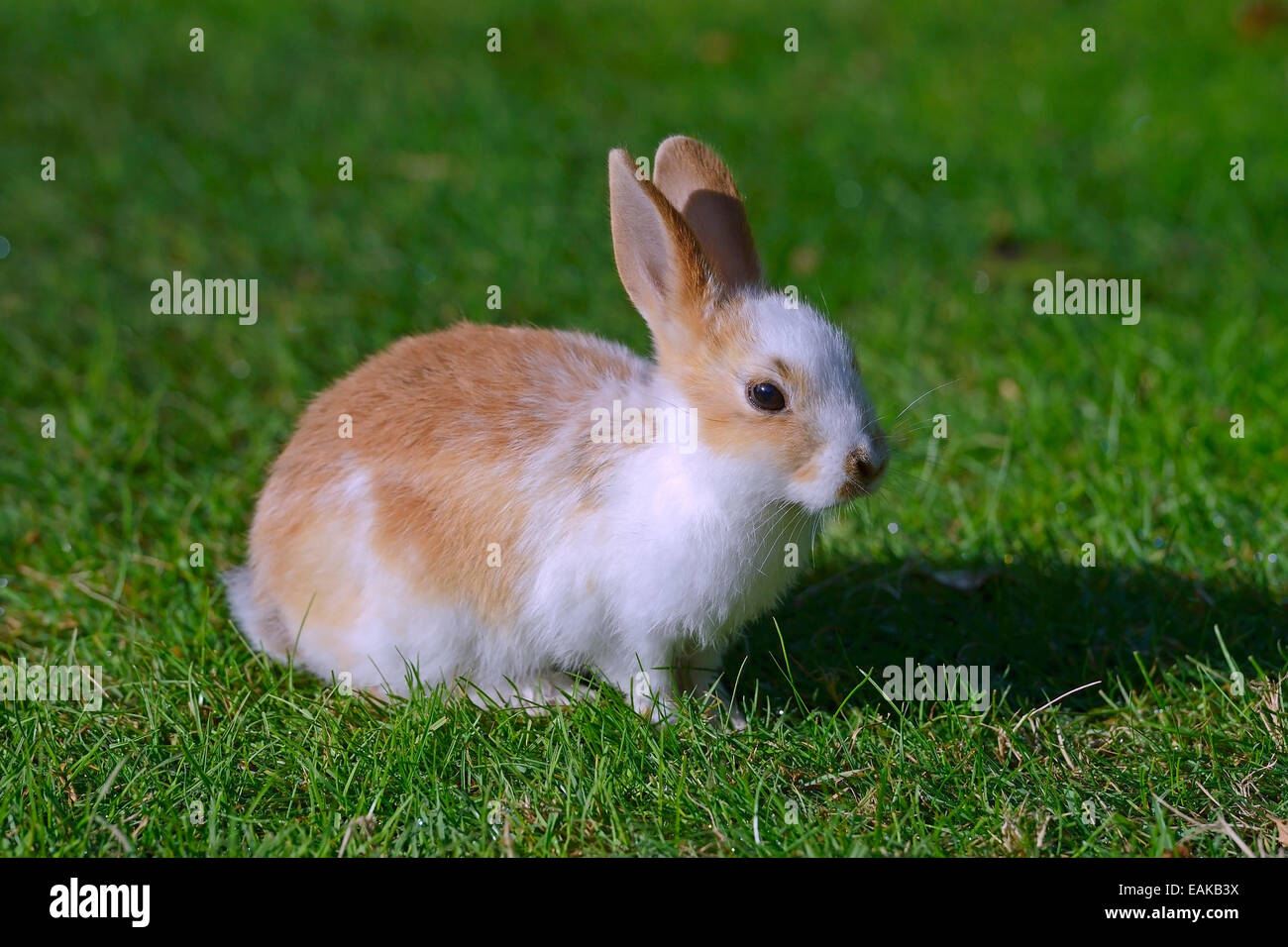 Young Domestic Rabbit (Oryctolagus cuniculus forma domestica) on a ...