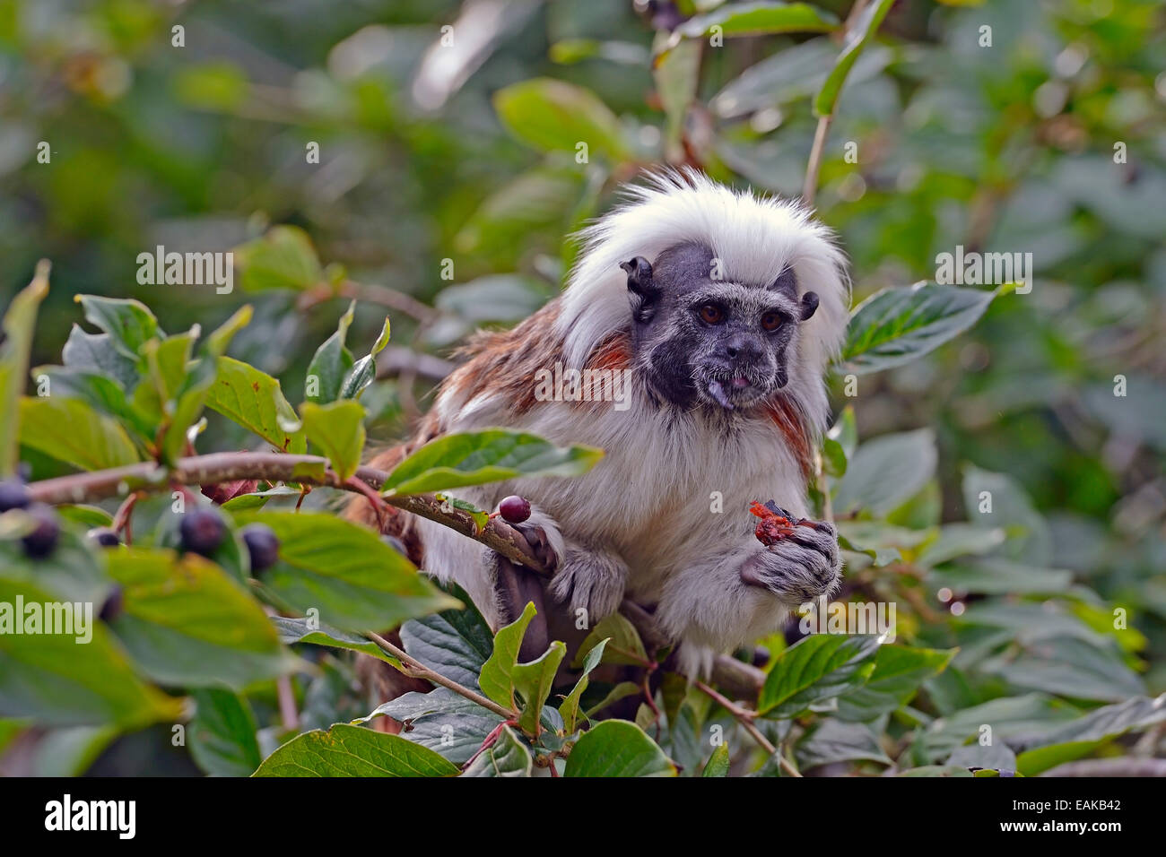 Cotton top tamarin monkey hi-res stock photography and images - Alamy