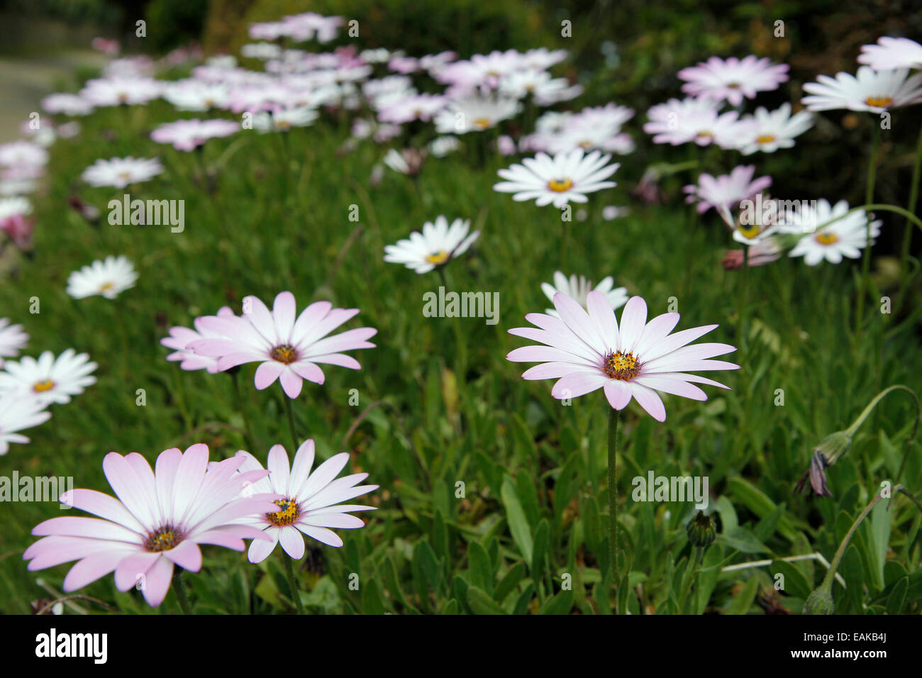 Cape Daisies (Osteospermum sp.), England, United Kingdom Stock Photo ...