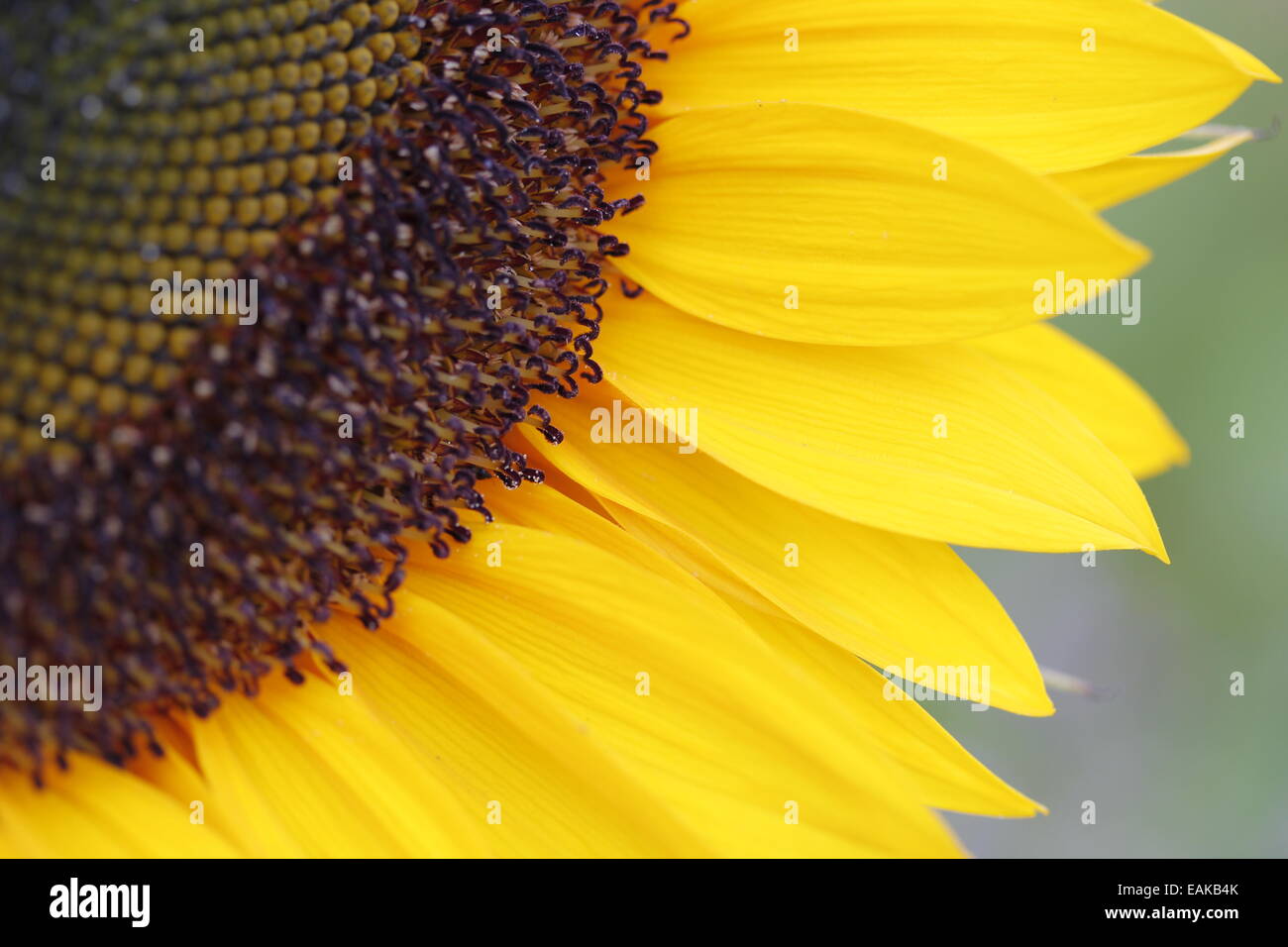 Inflorescence of a Sunflower (Helianthus annuus), petals and seedhead ...
