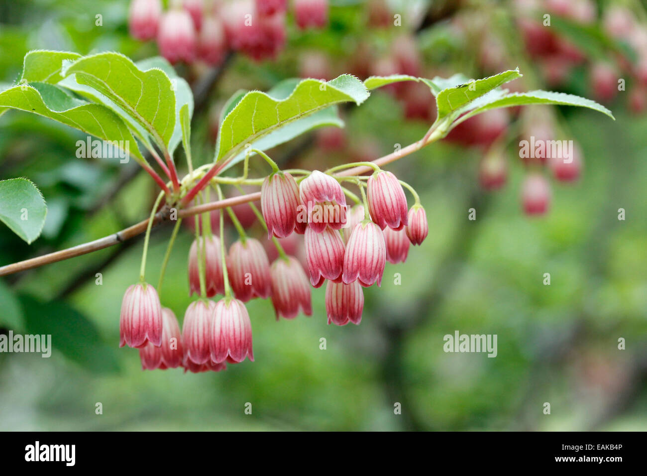Enkianthus hi-res stock photography and images - Alamy
