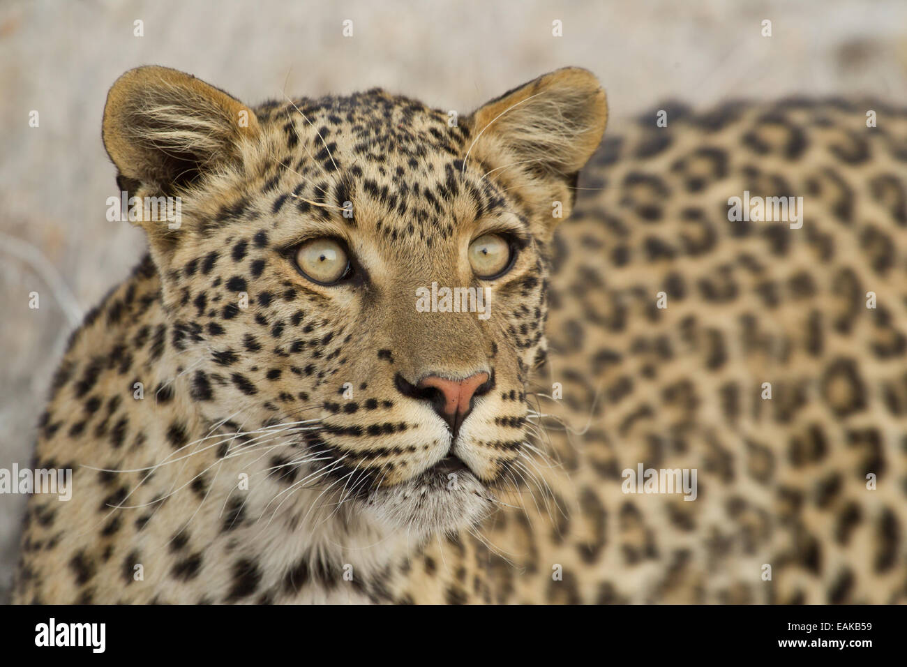 Leopard (Panthera pardus), portrait, Etosha National Park, Namibia ...