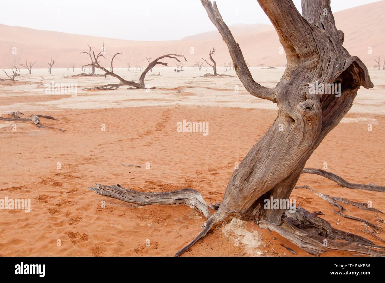 Dead desert landscape hi-res stock photography and images - Alamy