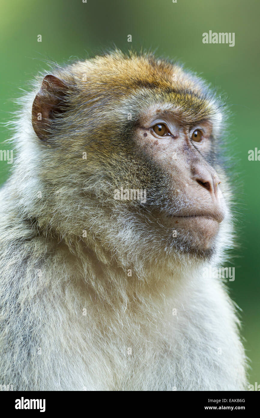 Barbary Macaque (Macaca sylvanus), adult, captive Stock Photo - Alamy