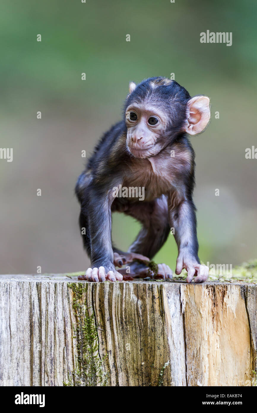 Barbary walk hi-res stock photography and images - Alamy