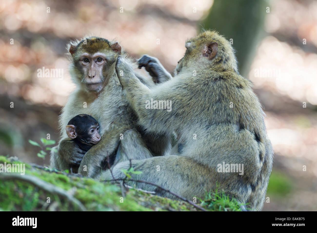 Barbary Macaques (Macaca sylvanus), native to Morocco, captive Stock ...