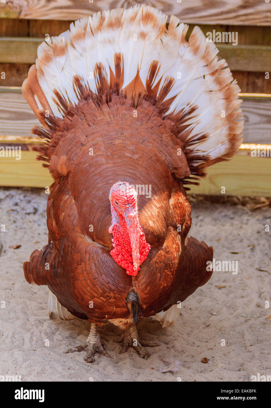 Thanksgiving Turkey. A light brown turkey with white tail feather and ...