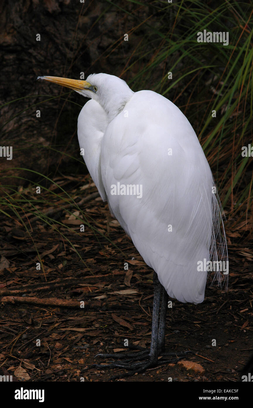 Intermediate Egret standing Stock Photo - Alamy