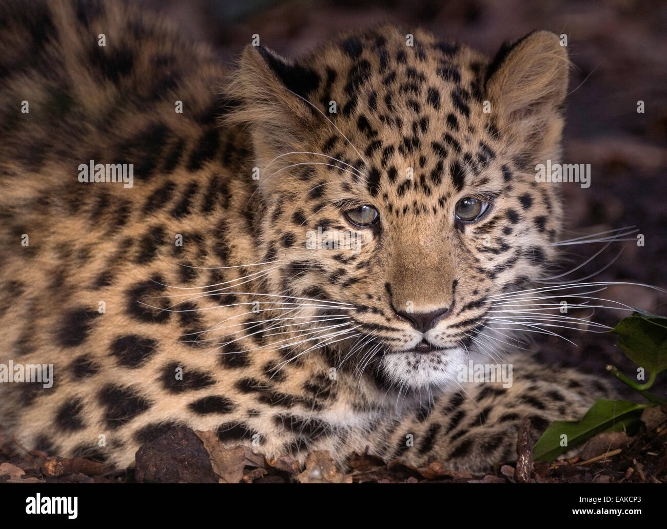 Female Amur leopard cub (close-up Stock Photo - Alamy