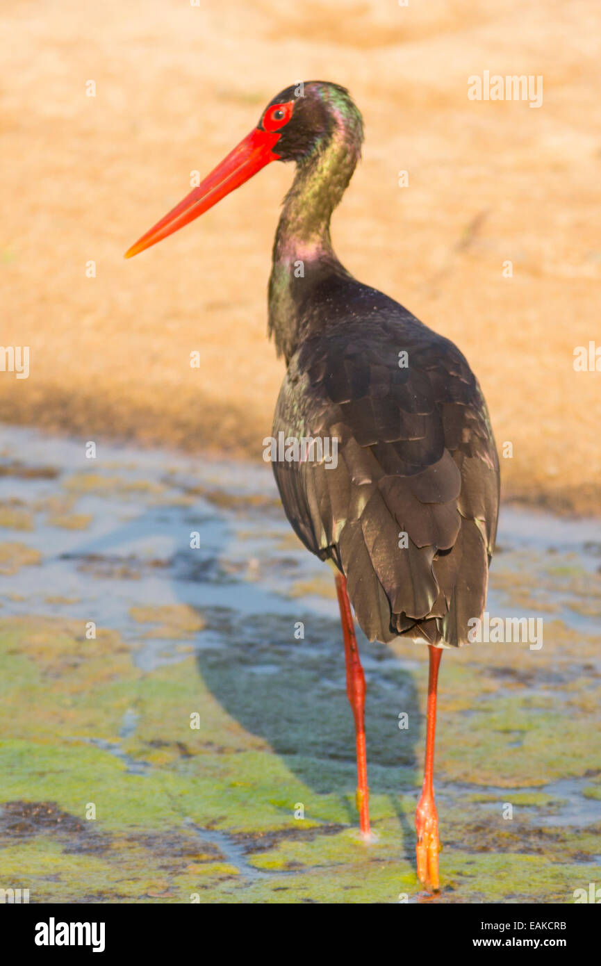 African Wading Stork High Resolution Stock Photography and Images - Alamy