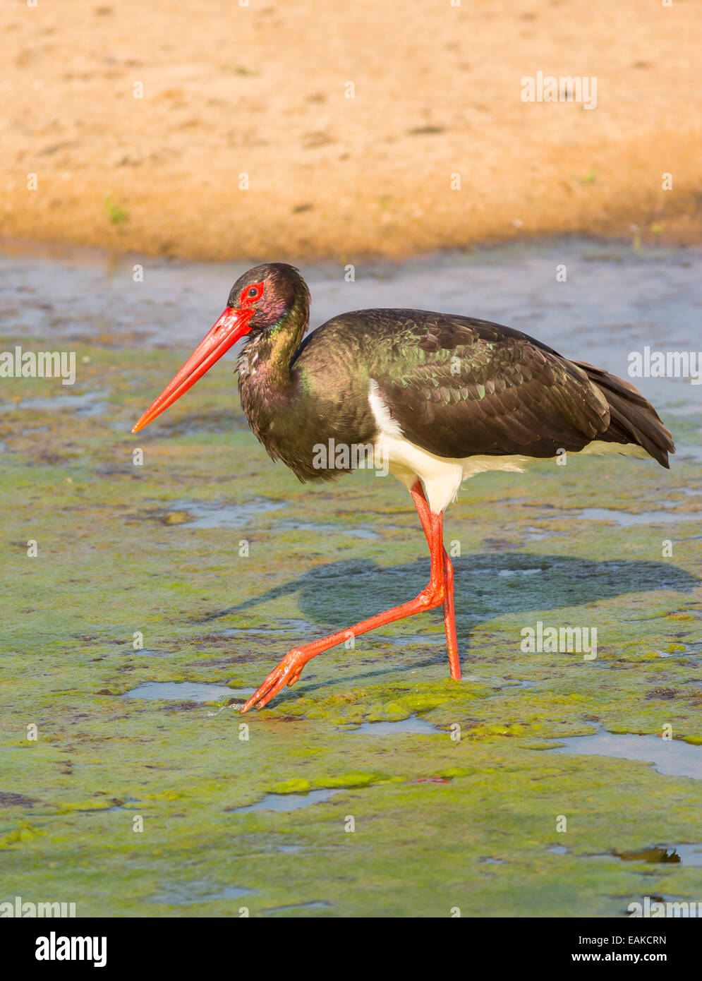 Africa storks hi-res stock photography and images - Alamy
