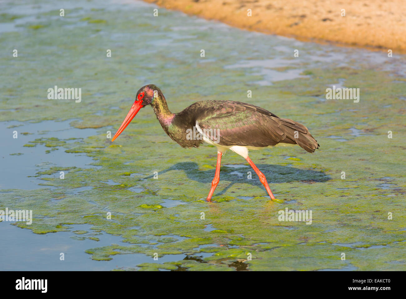 KRUGER NATIONAL PARK, SOUTH AFRICA - Black Stork Stock Photo - Alamy