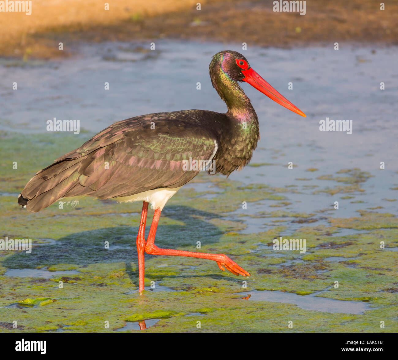 KRUGER NATIONAL PARK, SOUTH AFRICA - Black Stork Stock Photo - Alamy