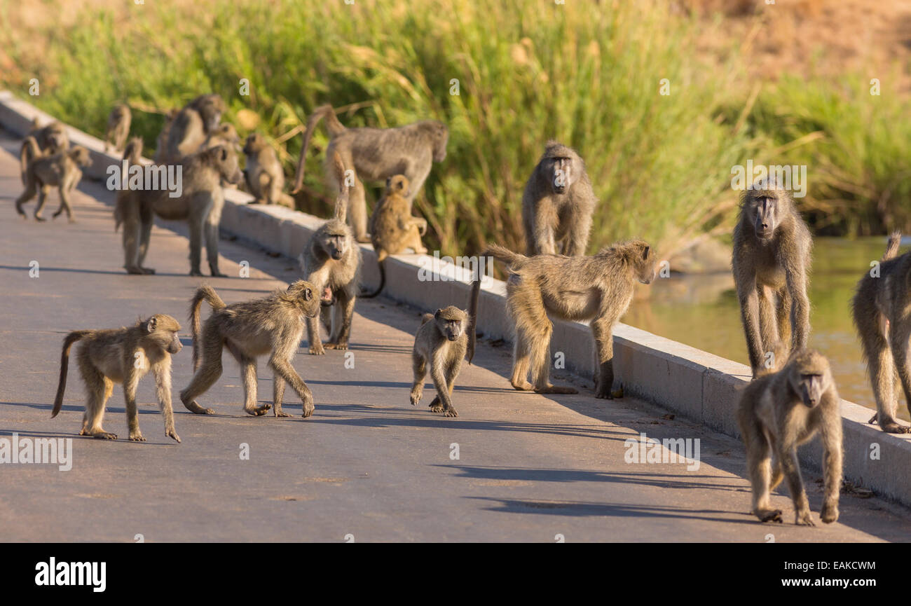 KRUGER NATIONAL PARK, SOUTH AFRICA - Baboon troop on road bridge over ...