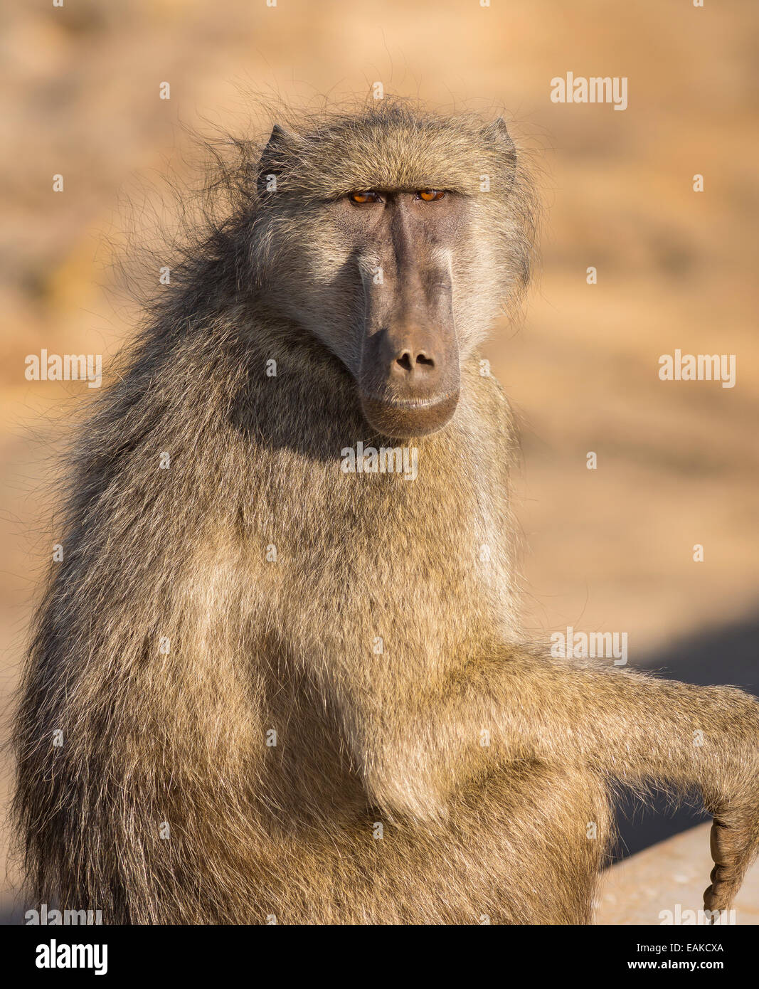 KRUGER NATIONAL PARK, SOUTH AFRICA - Baboon Stock Photo - Alamy