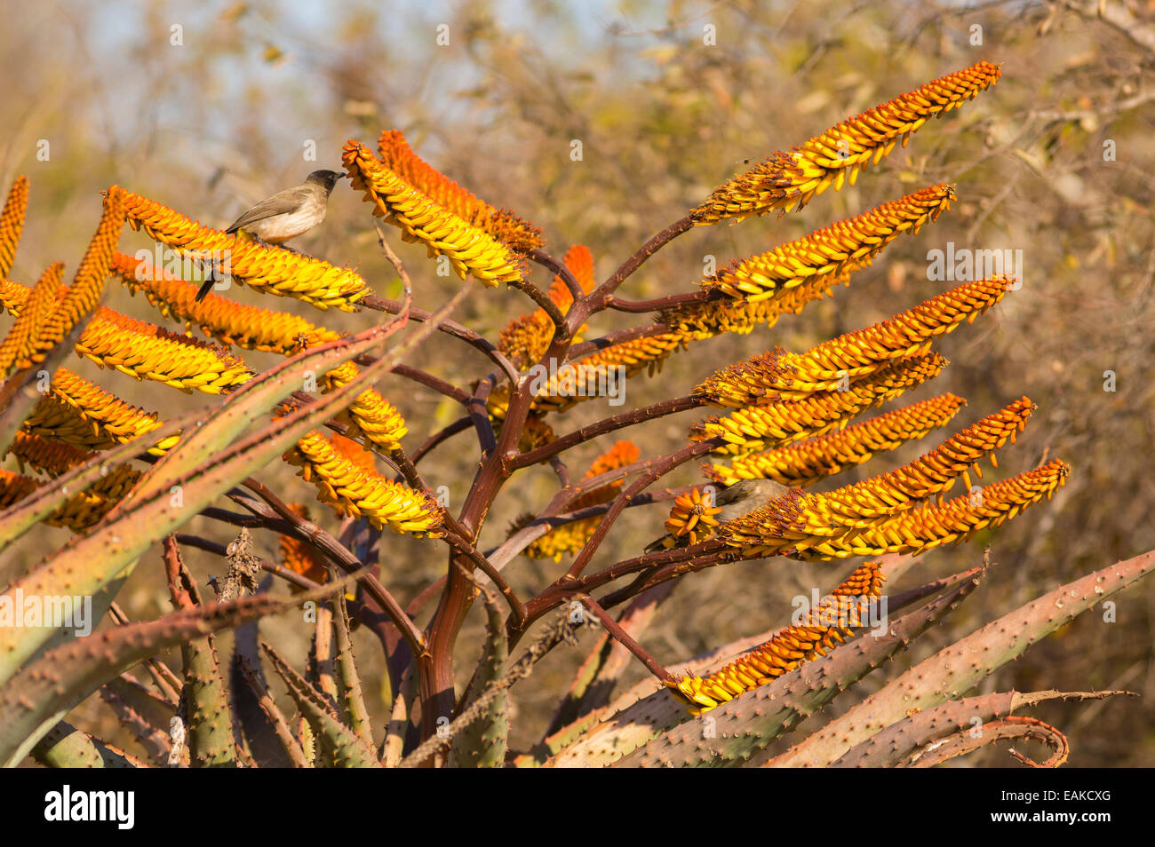 KRUGER NATIONAL PARK, SOUTH AFRICA - plant Stock Photo - Alamy