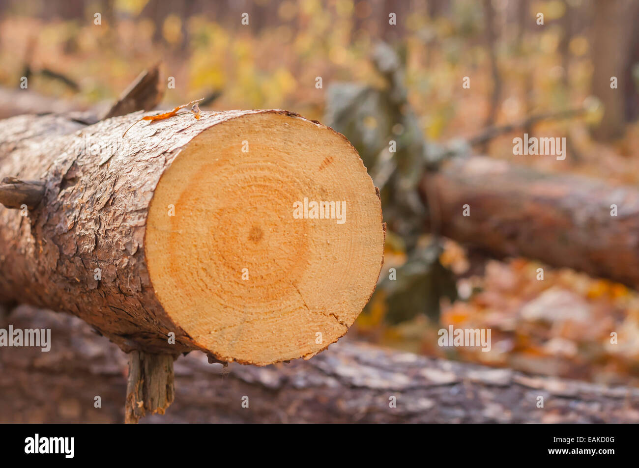 Broken tree roots partly declined inside coniferous stand with water ...