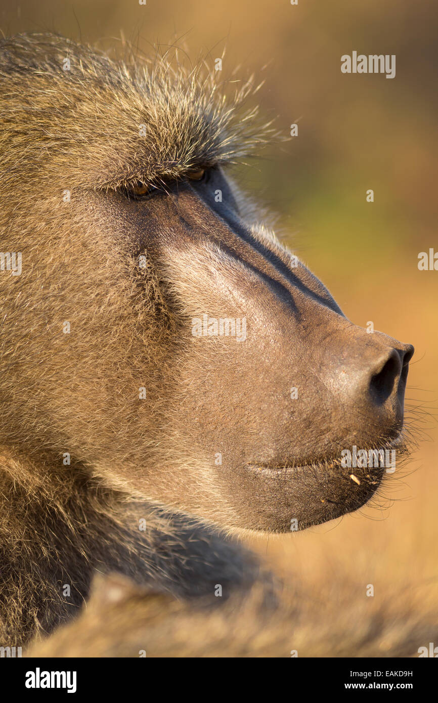 Baboon Face Profile