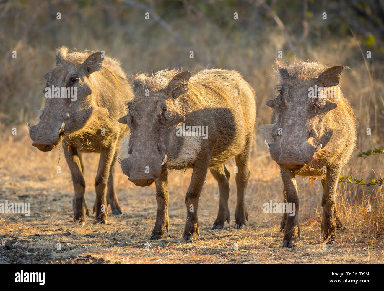 KRUGER NATIONAL PARK, SOUTH AFRICA - three warthogs Stock Photo - Alamy