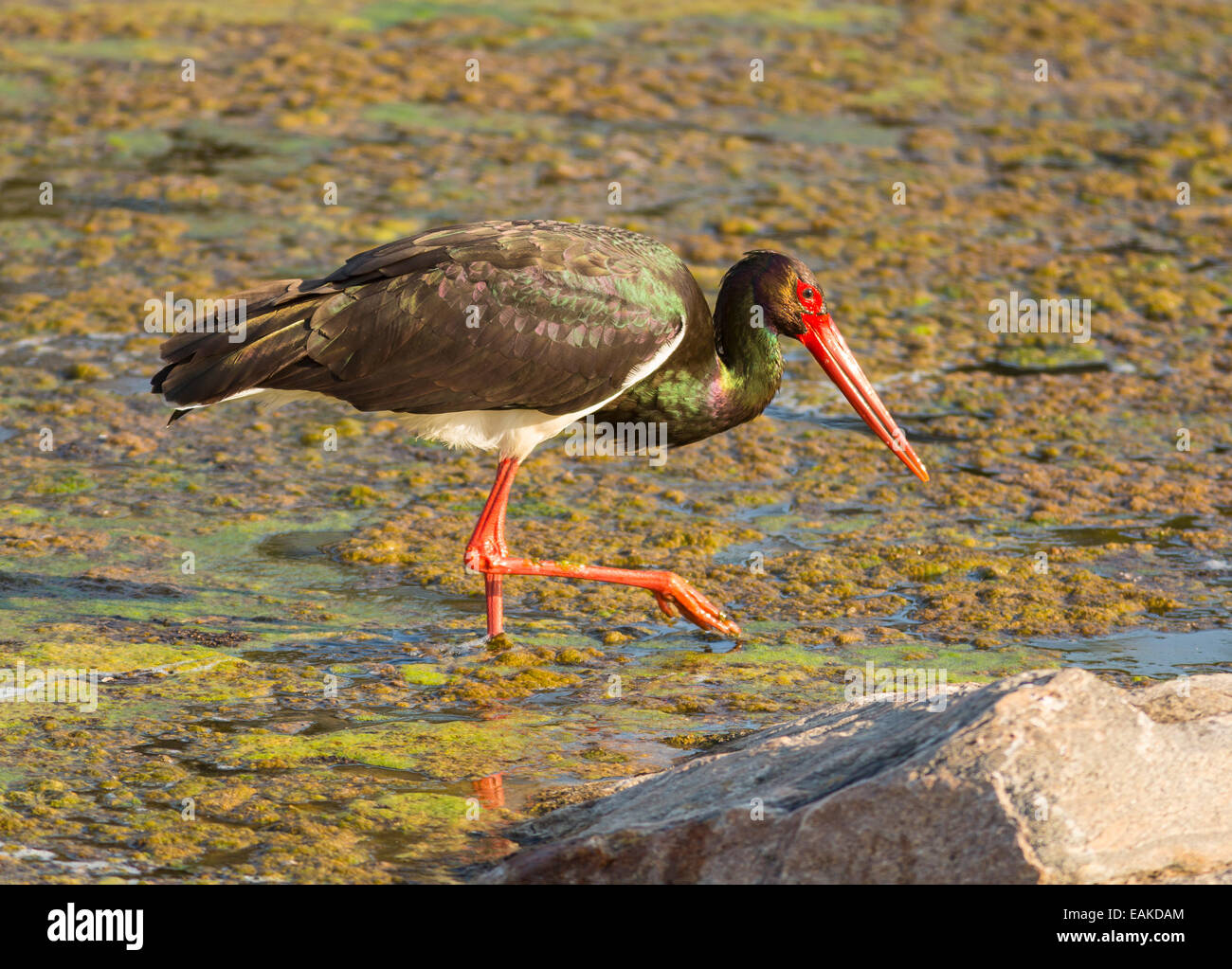 KRUGER NATIONAL PARK, SOUTH AFRICA - Black Stork Stock Photo - Alamy