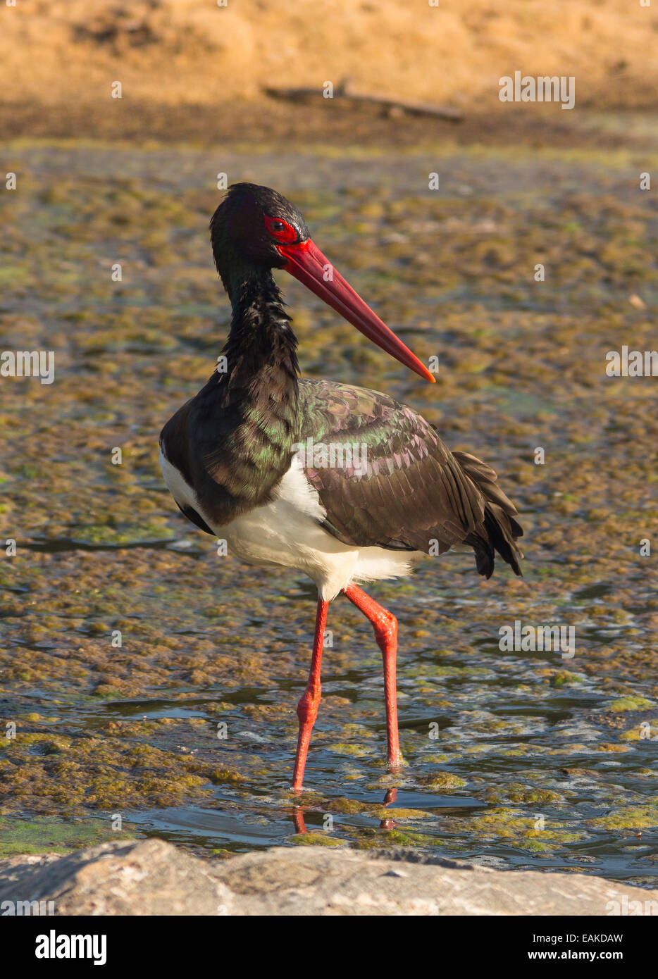 KRUGER NATIONAL PARK, SOUTH AFRICA - Black Stork Stock Photo - Alamy