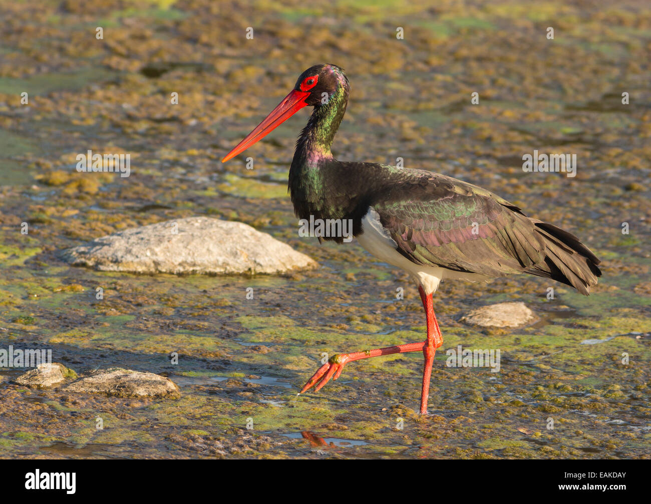 KRUGER NATIONAL PARK, SOUTH AFRICA - Black Stork Stock Photo - Alamy