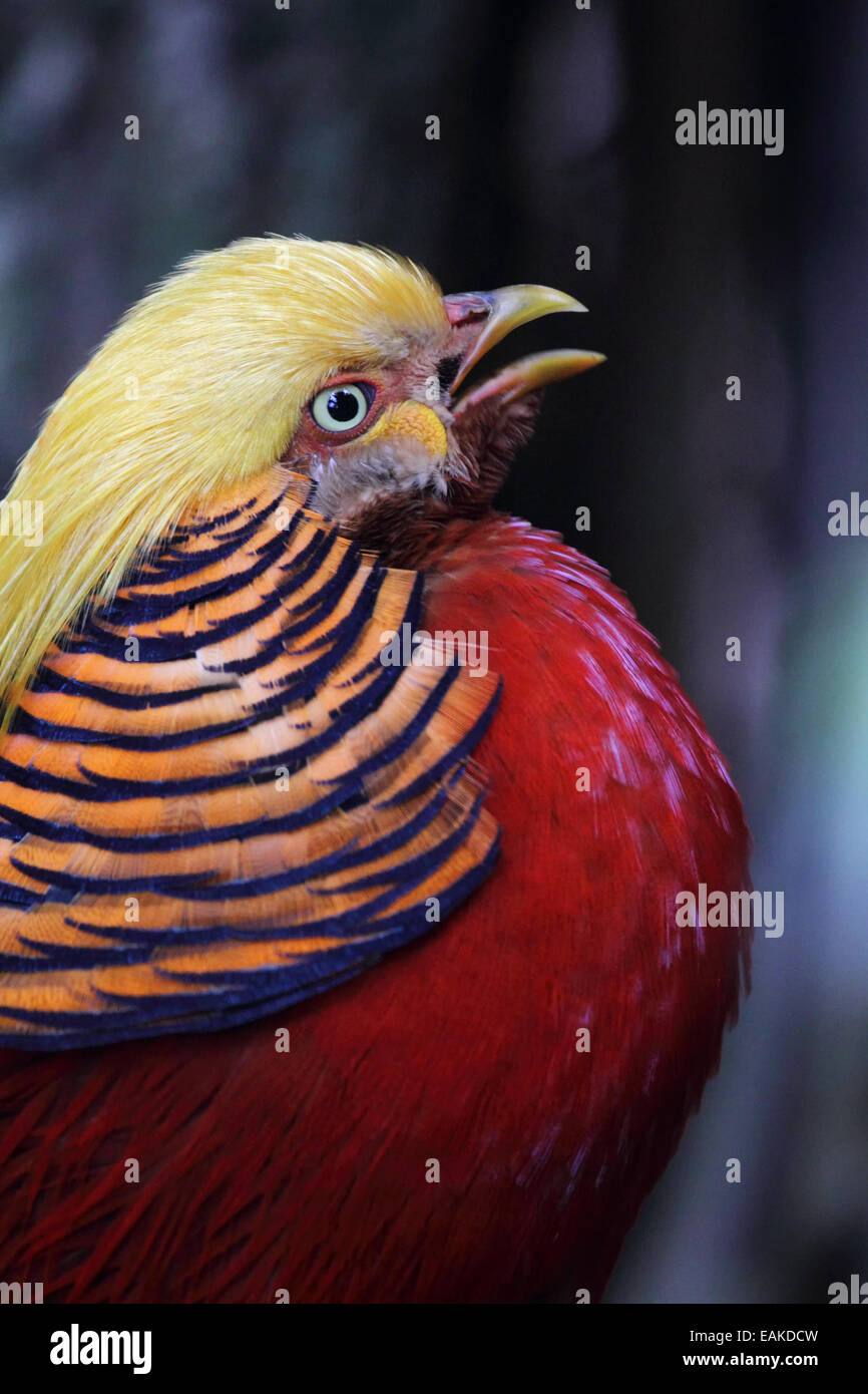 Chrysolophus pictus hi-res stock photography and images - Alamy