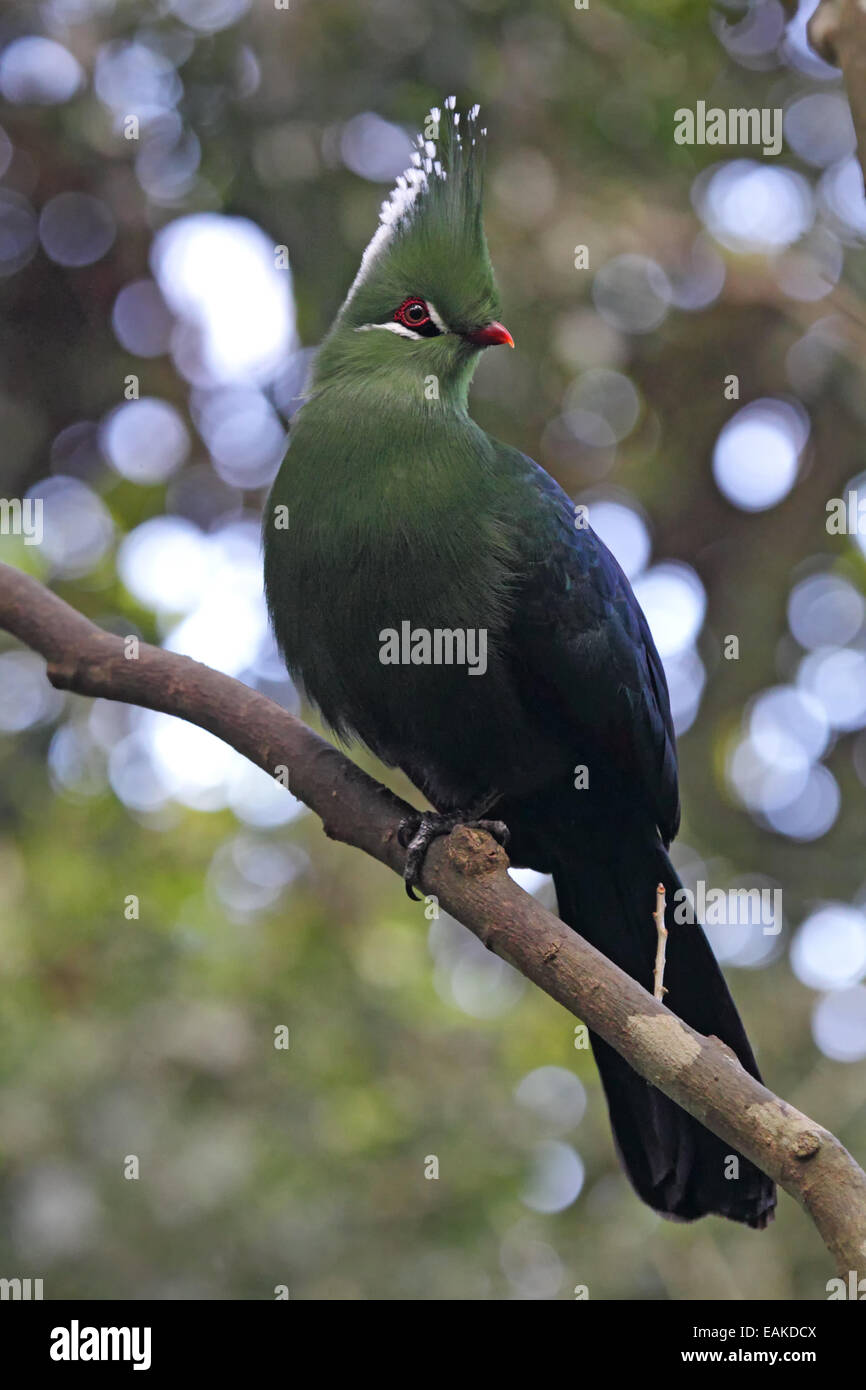 Livingstones lourie tauraco livingstonii hi-res stock photography and ...