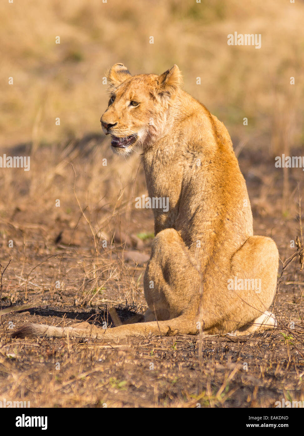 Lioness Sitting Back