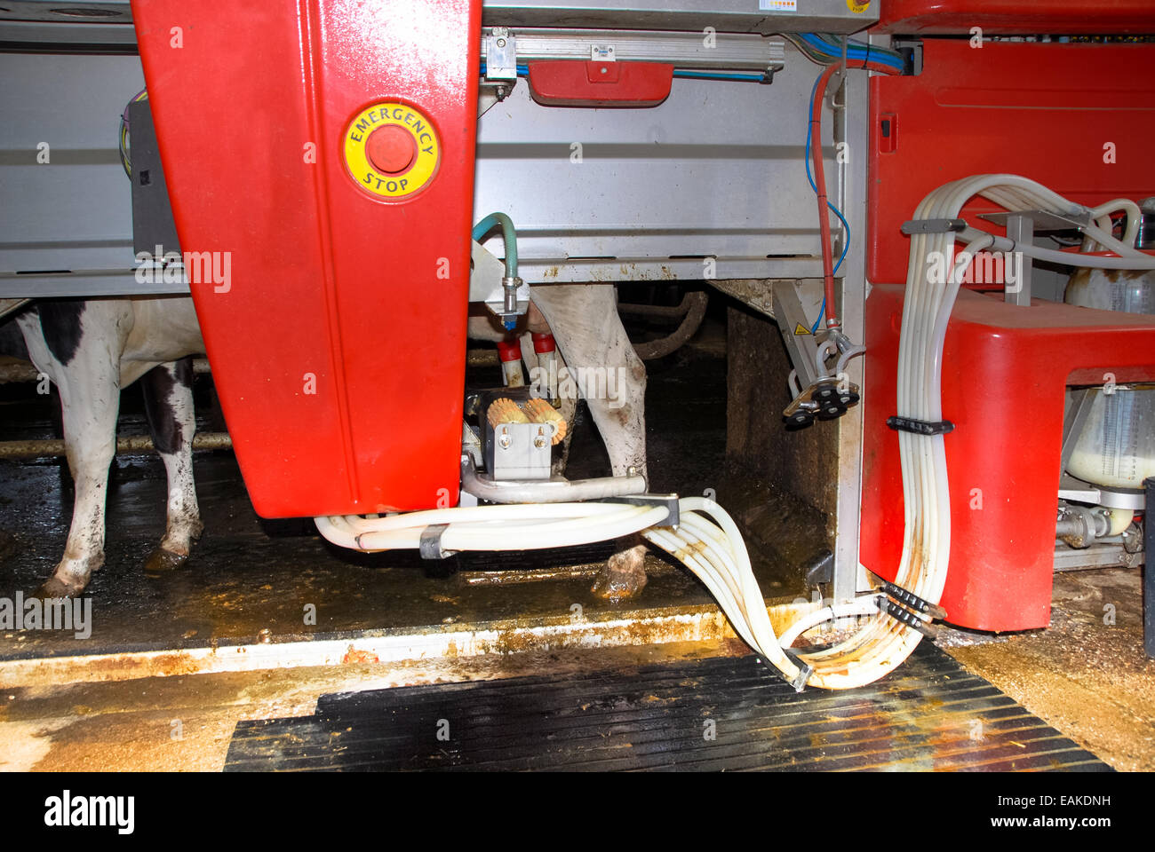 Milking machine hi-res stock photography and images - Alamy