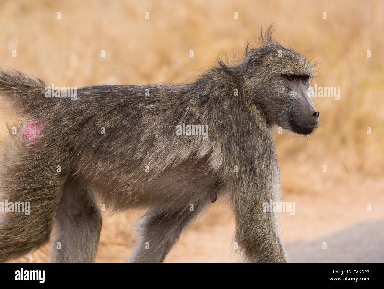 South African Baboon