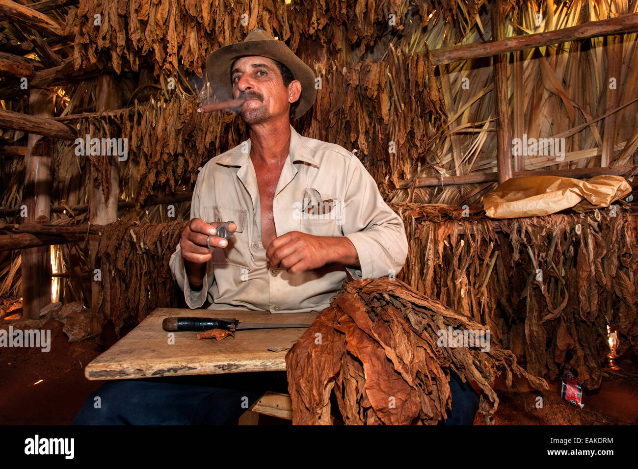 Tobacco farmer smoking a cigar in a tobacco shed, Viñales Valley, Cuba ...