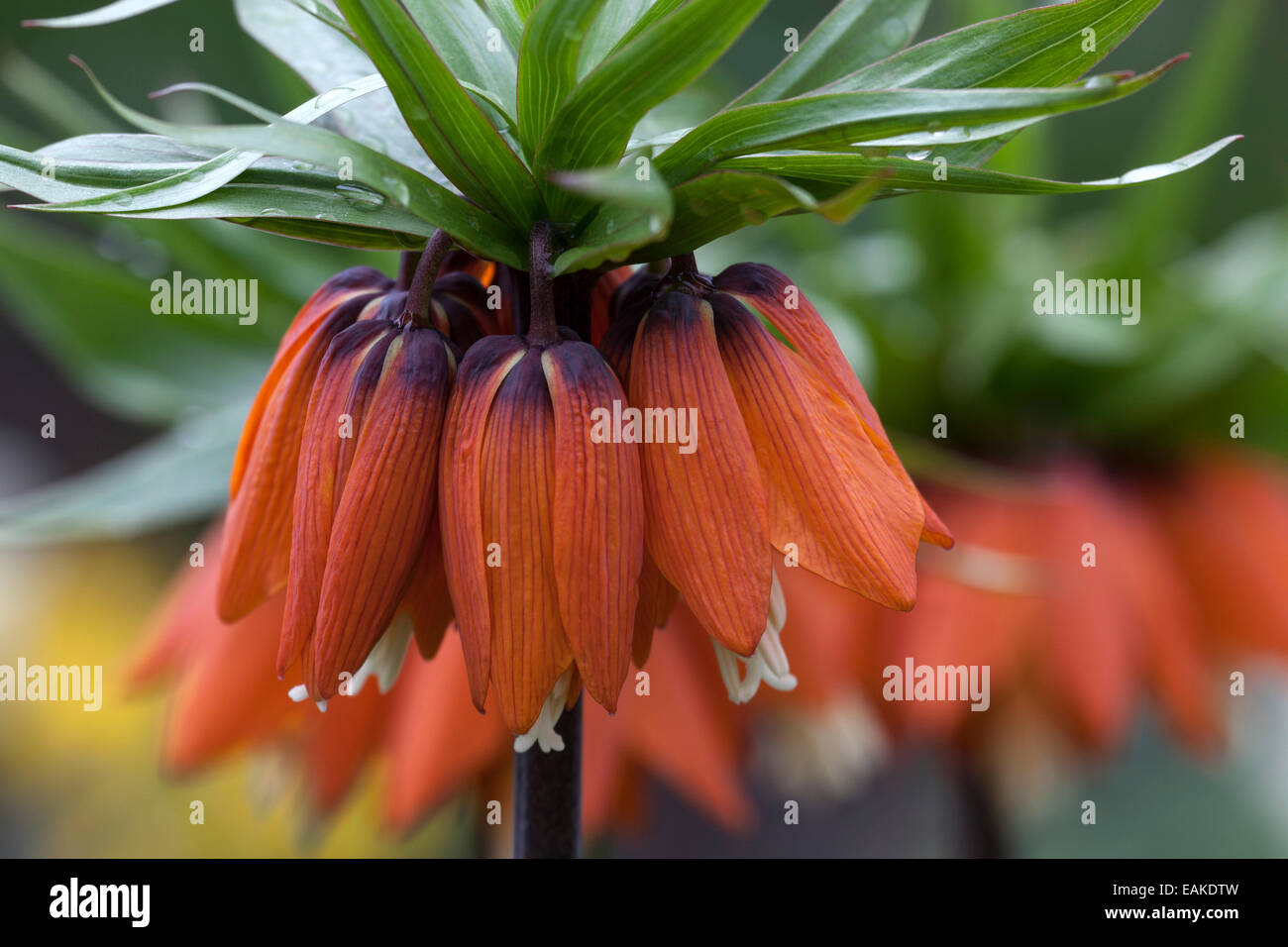 Crown Imperial (Fritillaria imperialis), red flowers, Mainau, Baden ...