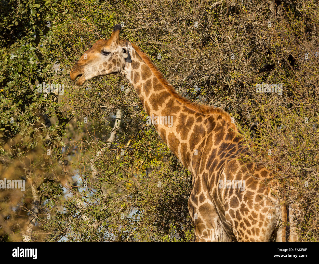 Kruger national park giraffes hi-res stock photography and images - Alamy