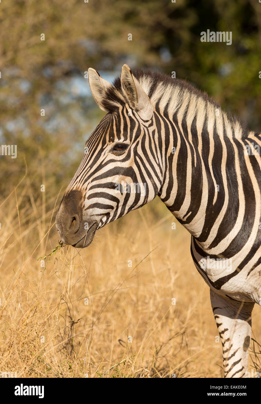 KRUGER NATIONAL PARK, SOUTH AFRICA - Burchell's zebra Stock Photo - Alamy