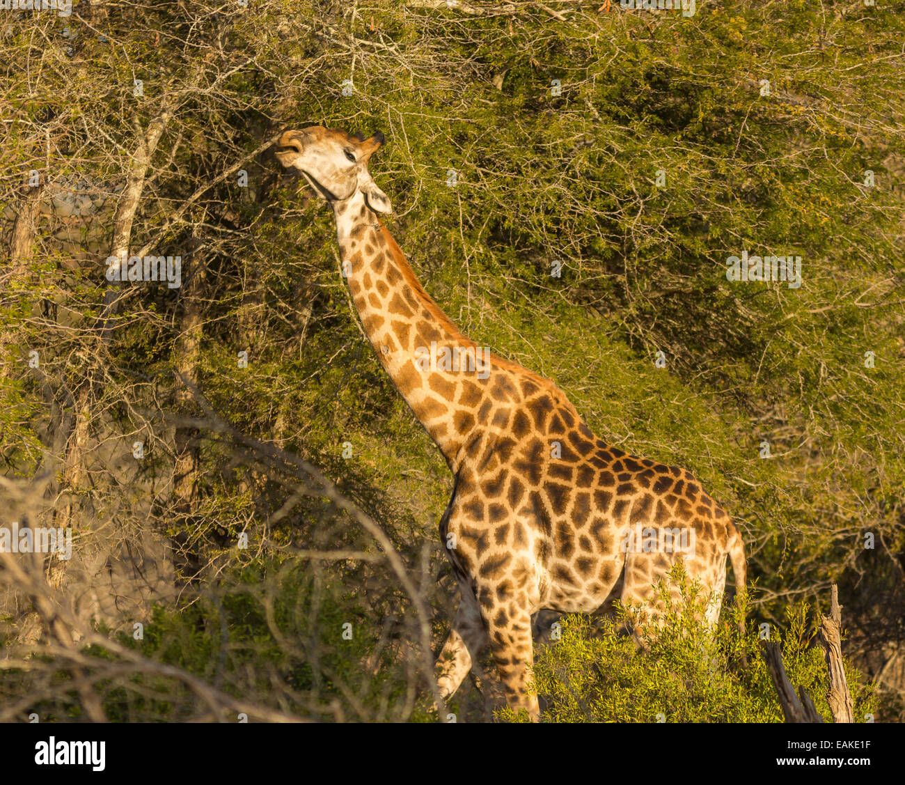 KRUGER NATIONAL PARK, SOUTH AFRICA - Giraffe eating Stock Photo - Alamy